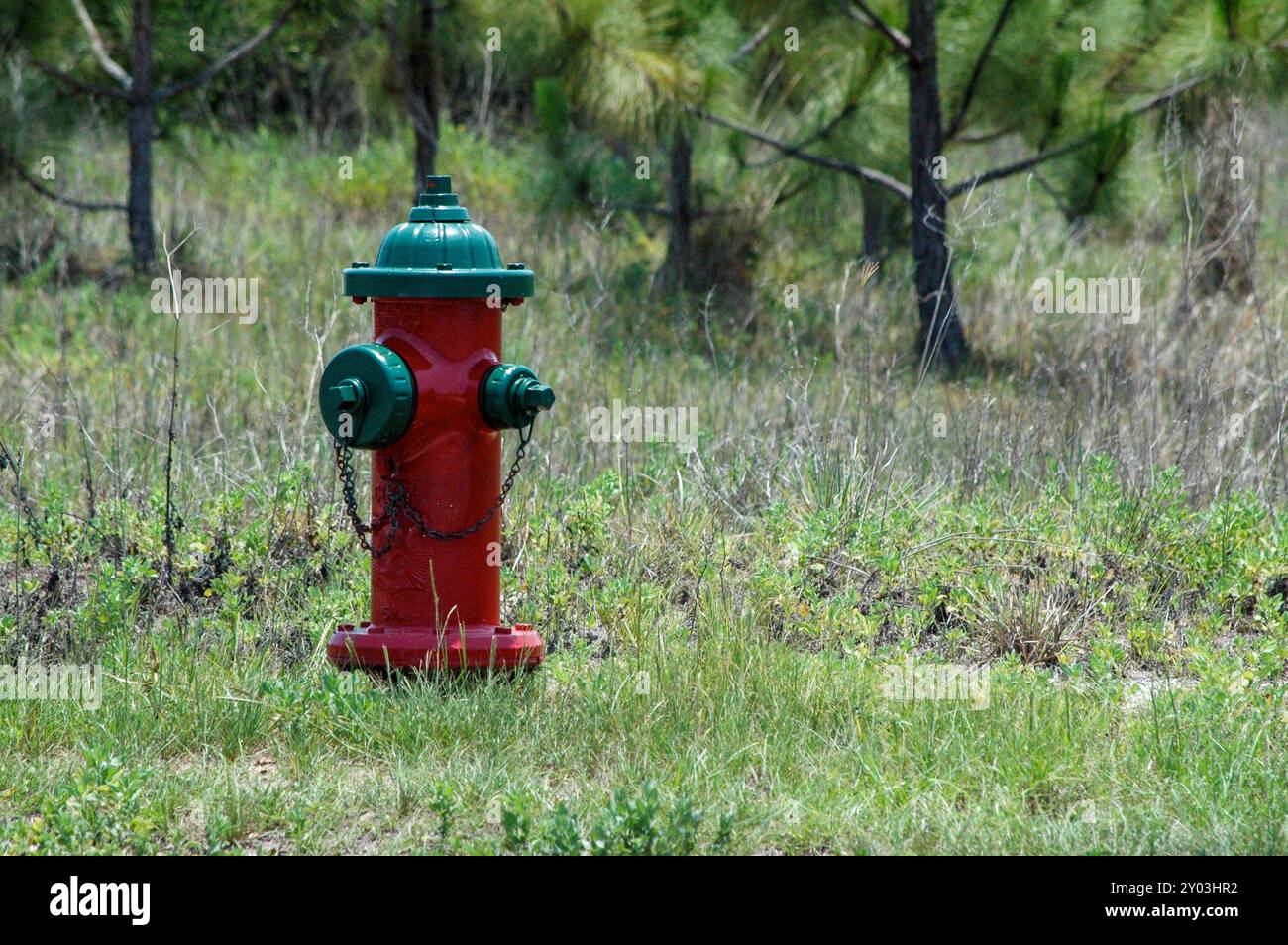 Lone red and green fire hydrant in the woods Stock Photo - Alamy