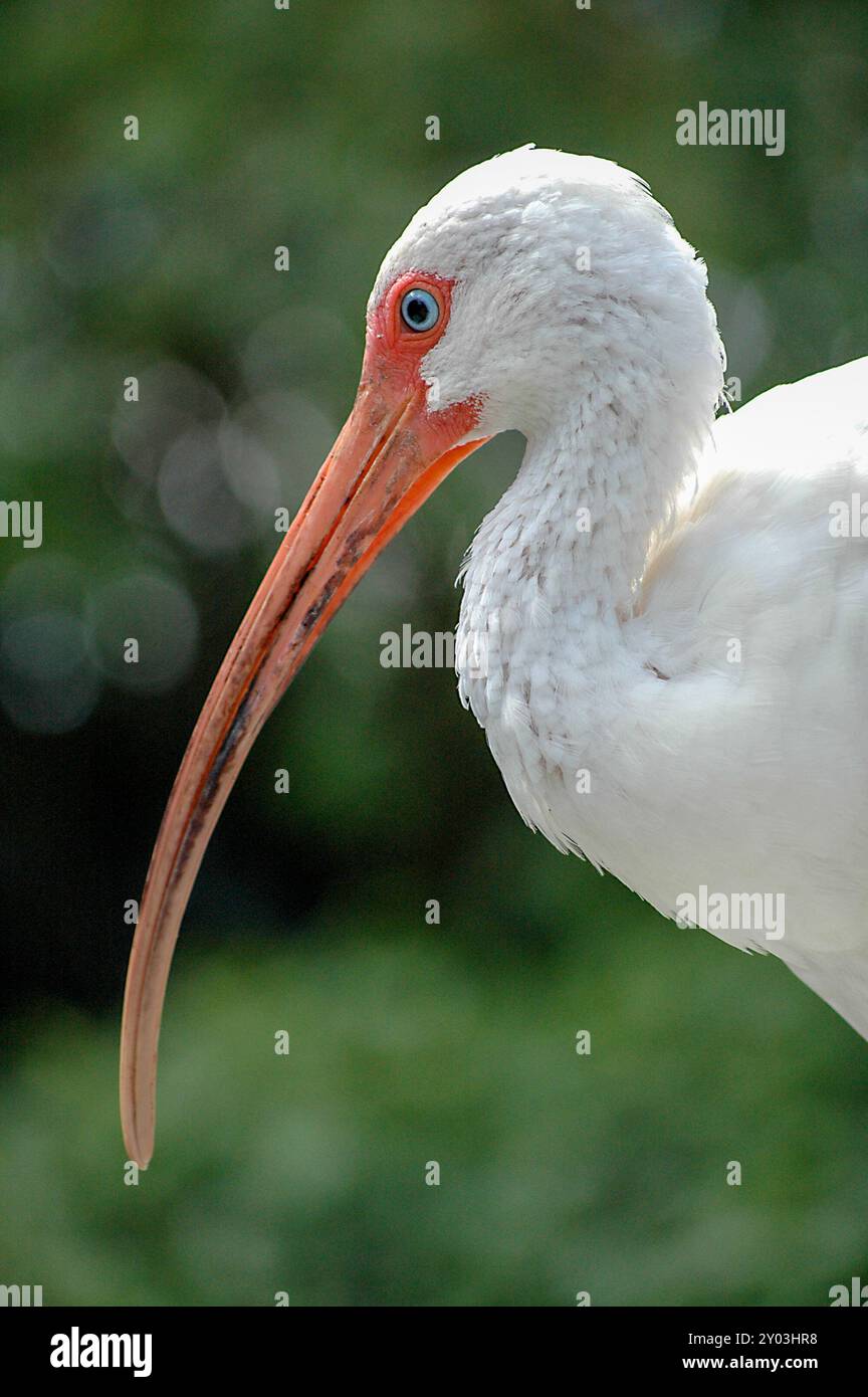 Profile view of bird hi-res stock photography and images - Alamy