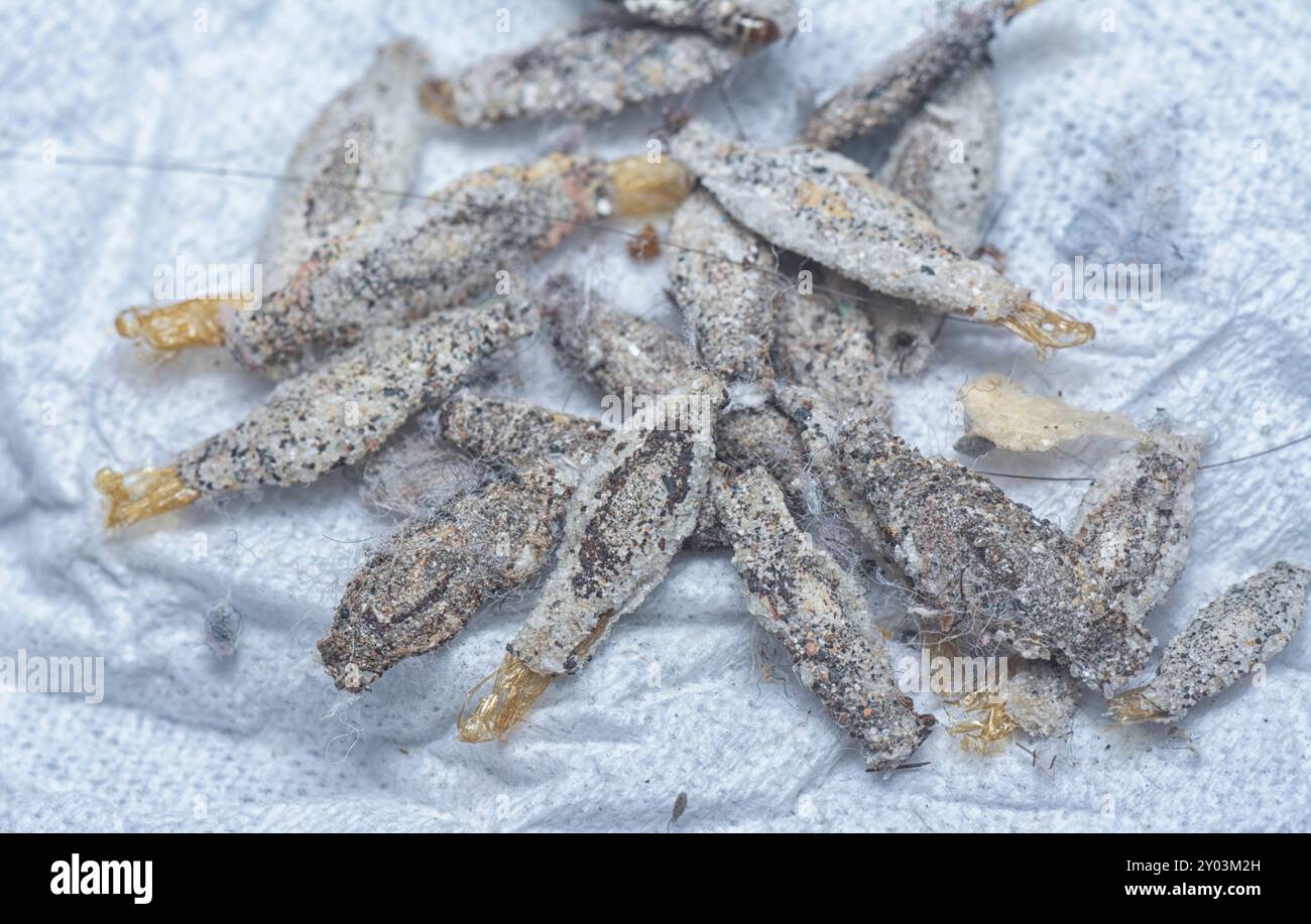 close shot of the bundle of plaster bagworm nestle Stock Photo - Alamy