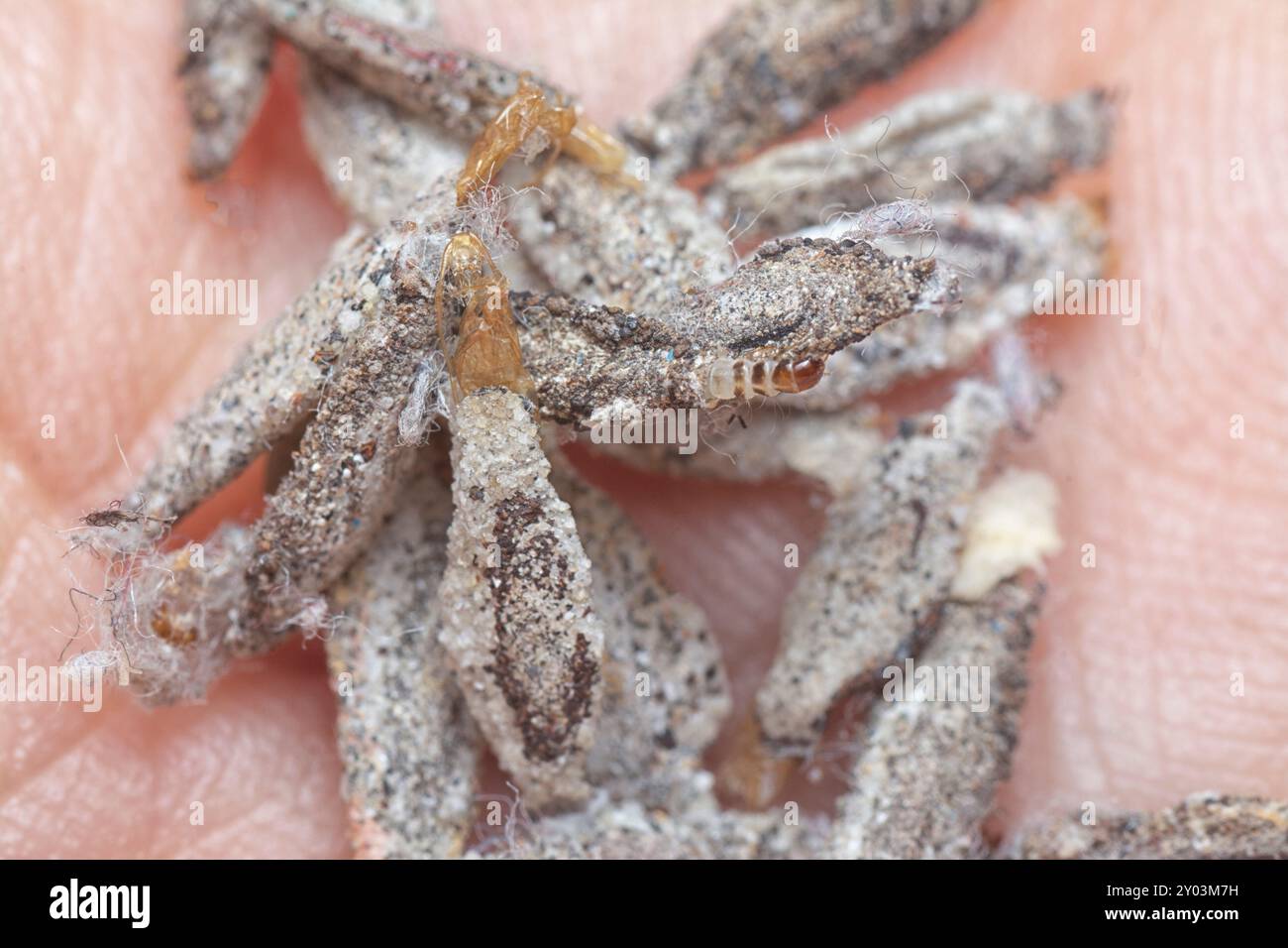 close shot of the bundle of plaster bagworm nestle Stock Photo - Alamy