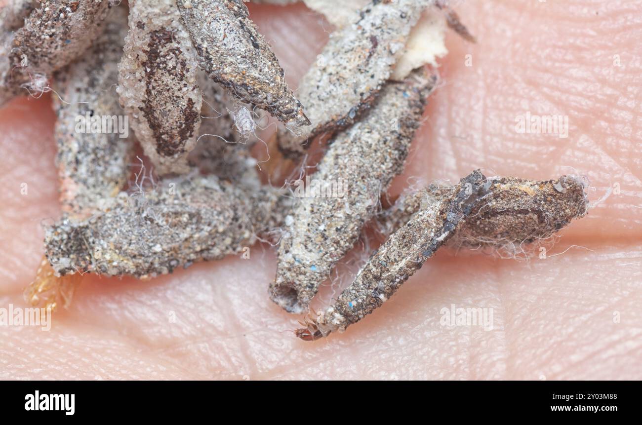 close shot of the bundle of plaster bagworm nestle Stock Photo - Alamy