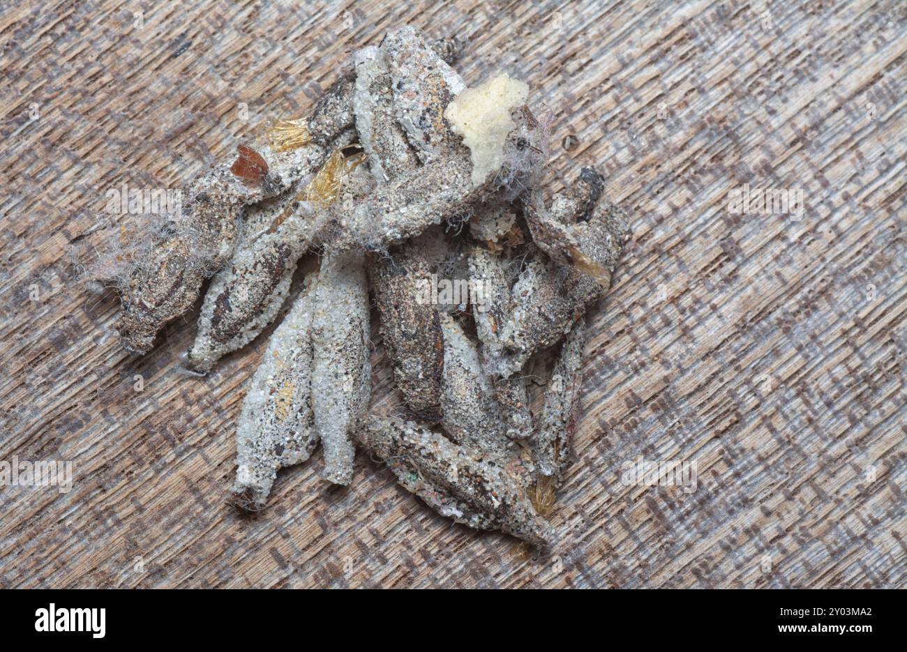 close shot of the bundle of plaster bagworm nestle Stock Photo - Alamy