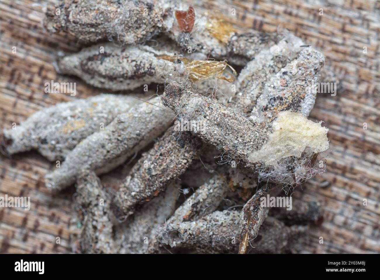 close shot of the bundle of plaster bagworm nestle Stock Photo - Alamy