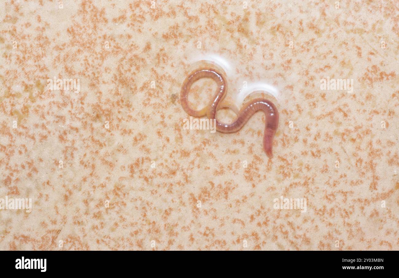 long and tiny red bathroom worm on the wet ceramic tile floor Stock ...