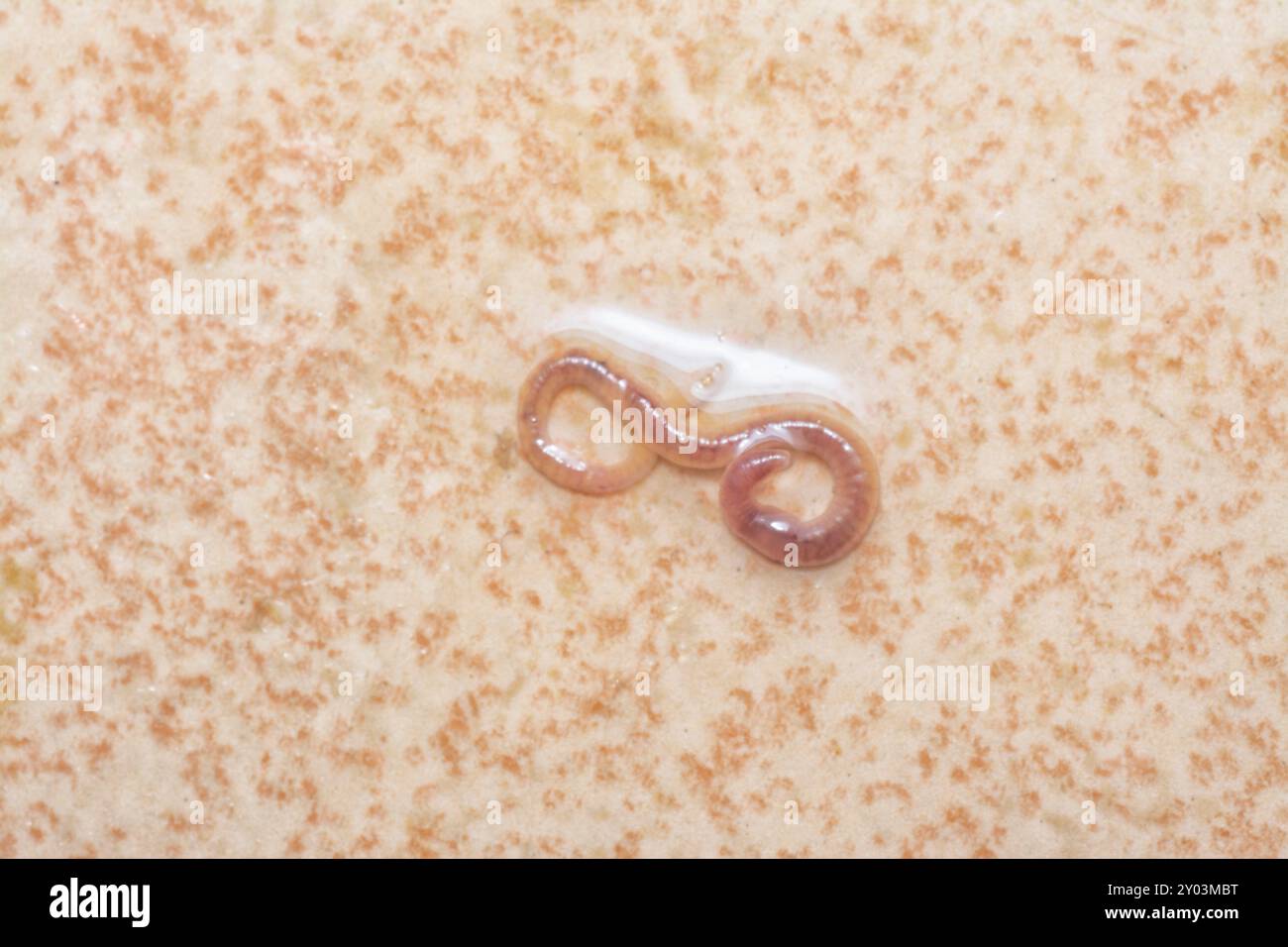 long and tiny red bathroom worm on the wet ceramic tile floor Stock ...