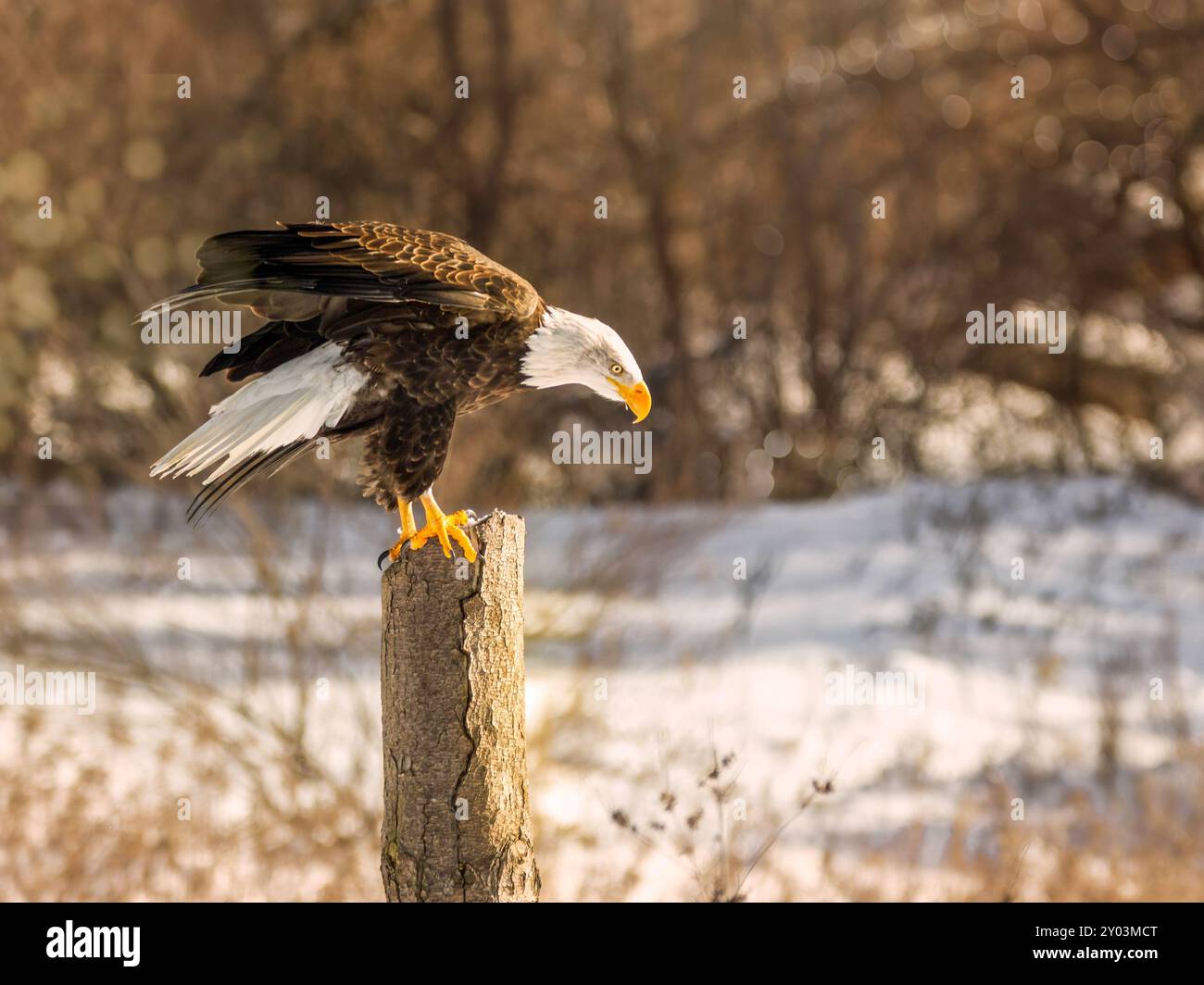 A bald eagle perches on a dead tree in Southern Ontario, Canada Stock ...