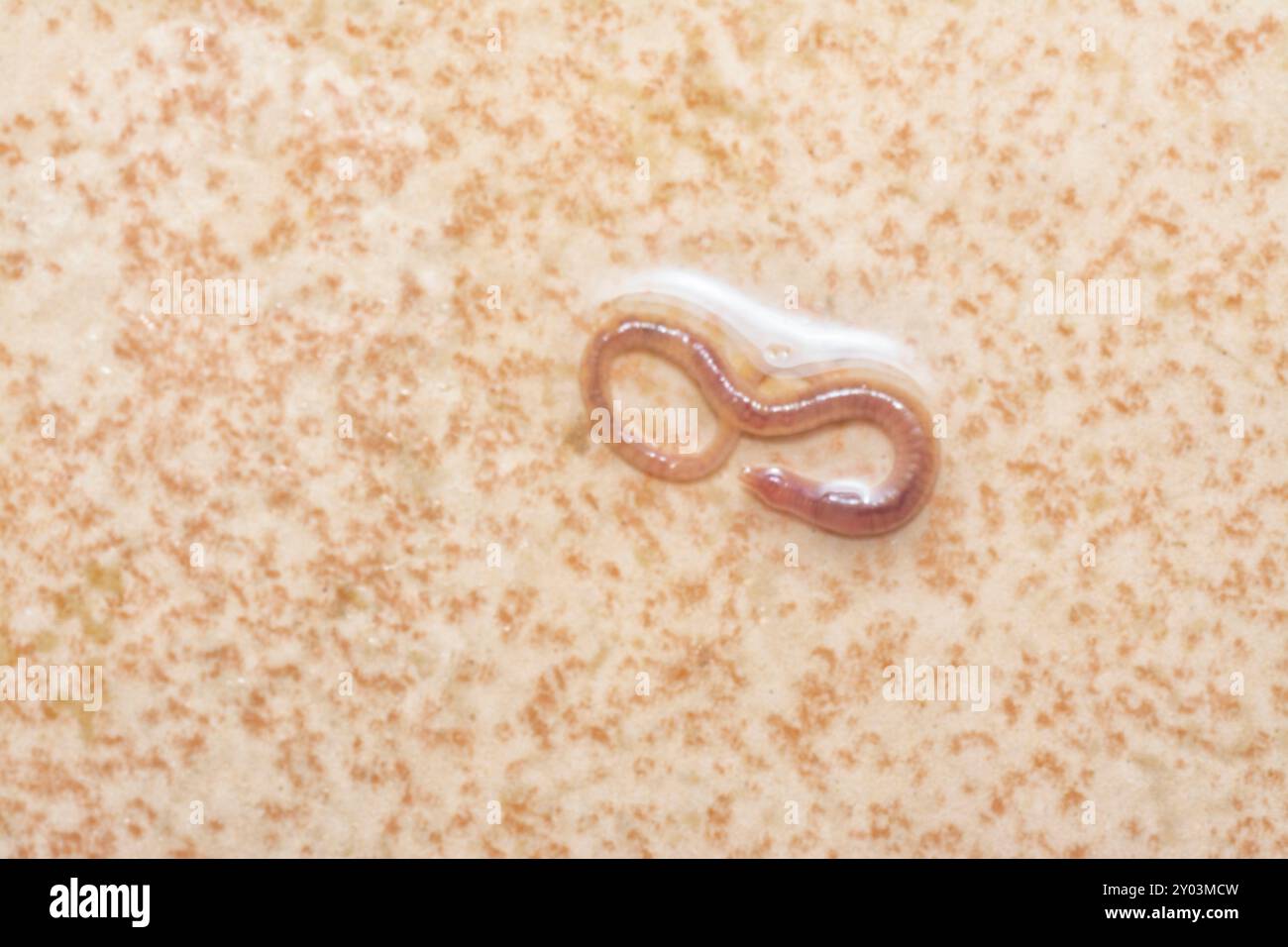 Sewage worm hi-res stock photography and images - Alamy