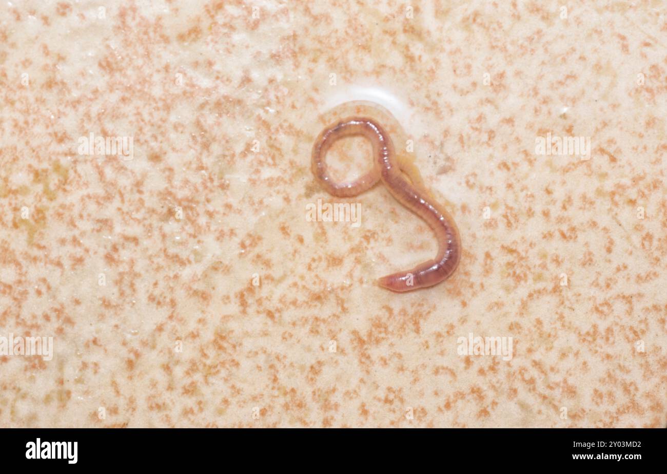 long and tiny red bathroom worm on the wet ceramic tile floor Stock ...