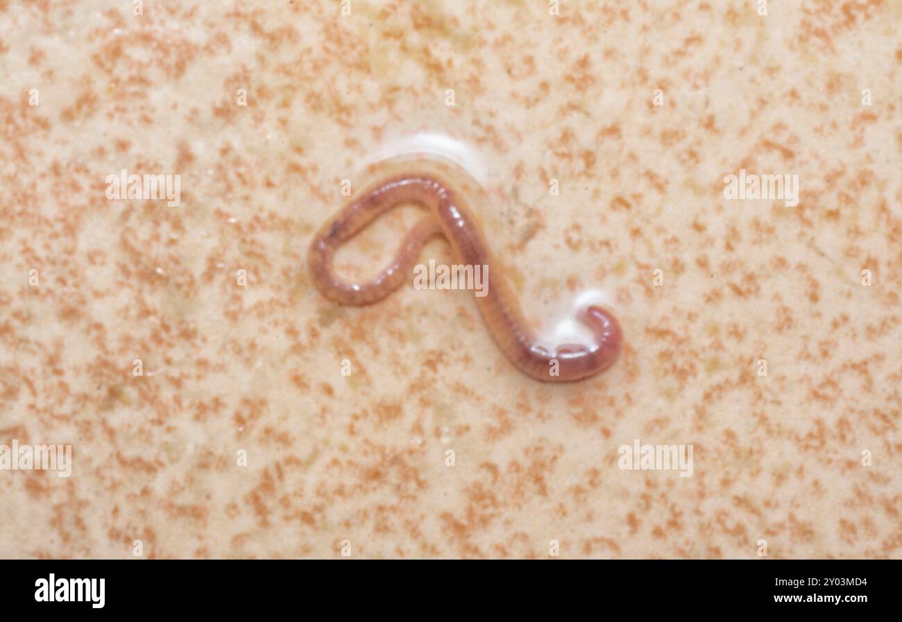 Red long worm hi-res stock photography and images - Alamy