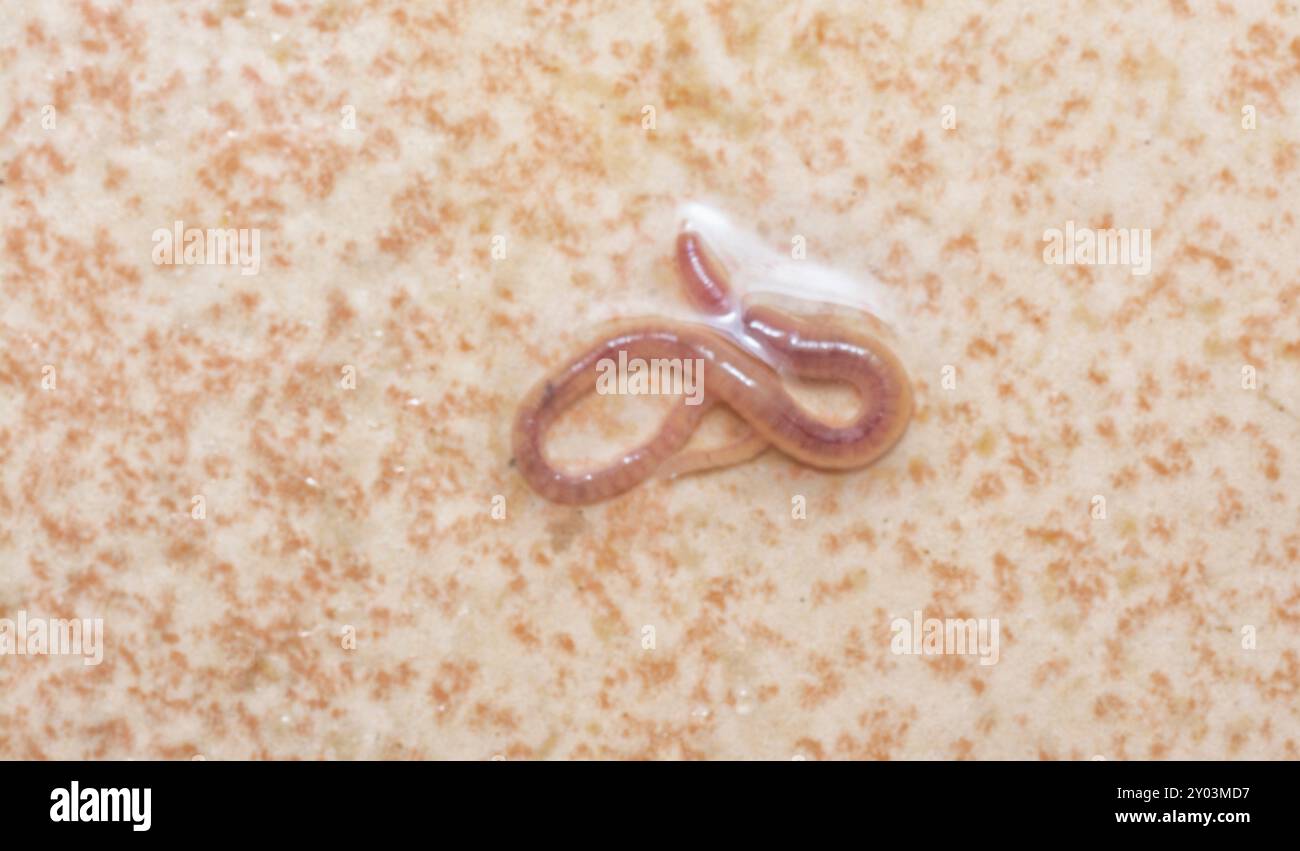 Sewage worm hi-res stock photography and images - Alamy