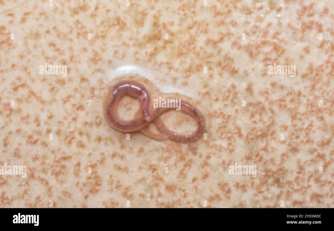 long and tiny red bathroom worm on the wet ceramic tile floor Stock ...