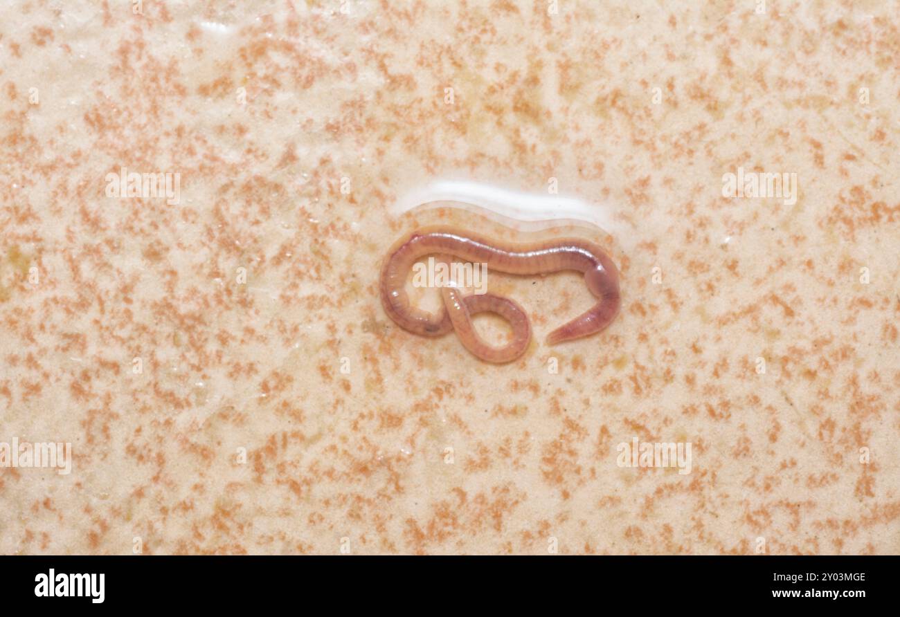 long and tiny red bathroom worm on the wet ceramic tile floor Stock ...