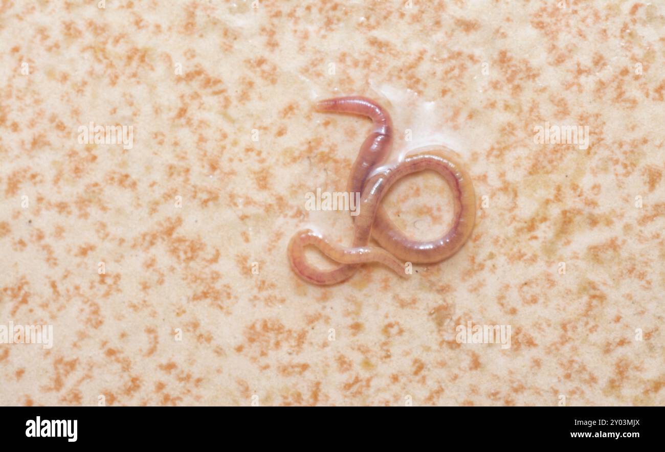 Sewage worm hi-res stock photography and images - Alamy