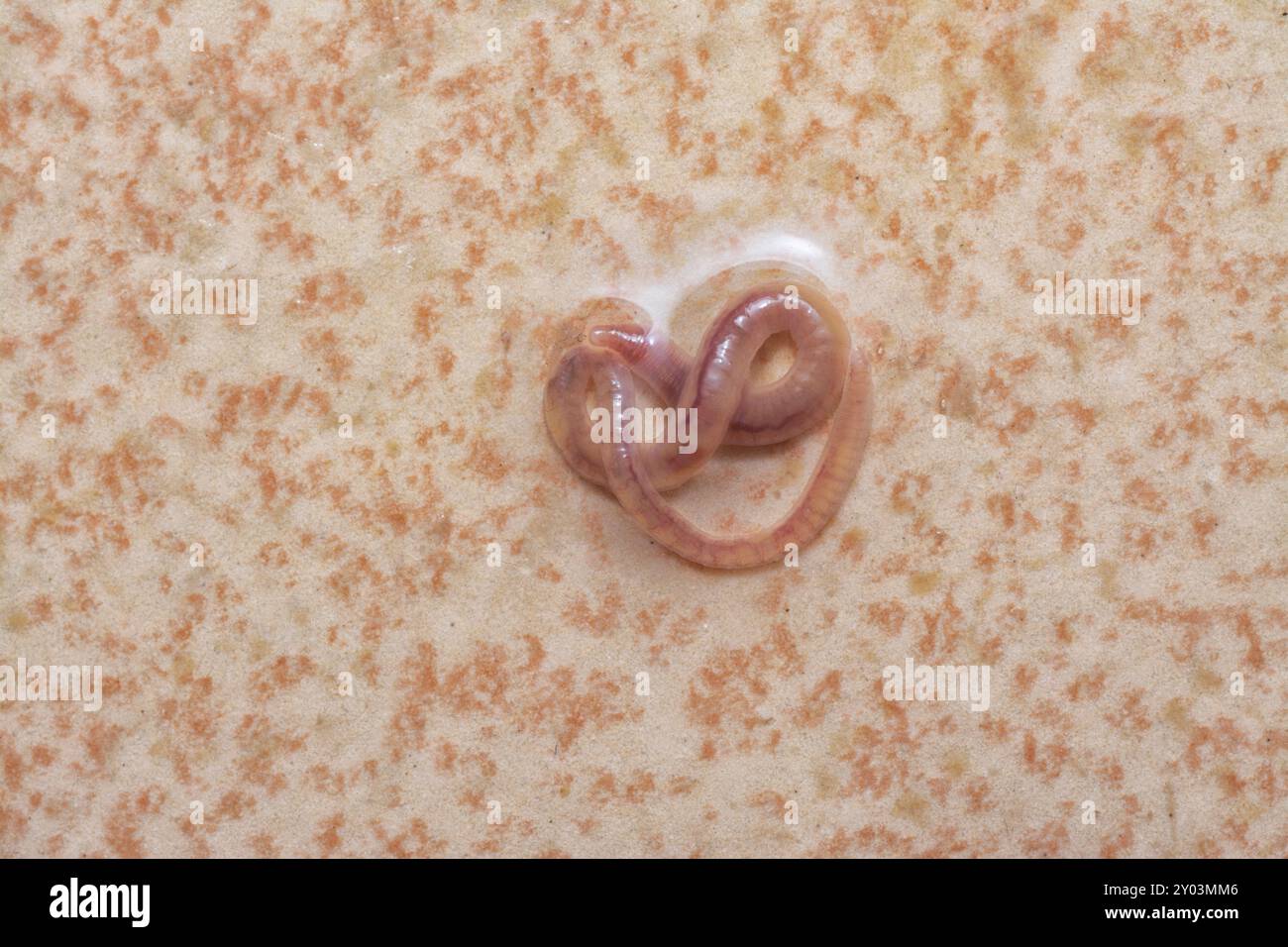 long and tiny red bathroom worm on the wet ceramic tile floor Stock ...