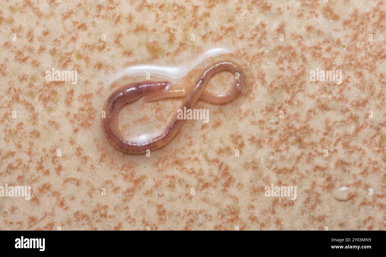 long and tiny red bathroom worm on the wet ceramic tile floor Stock ...