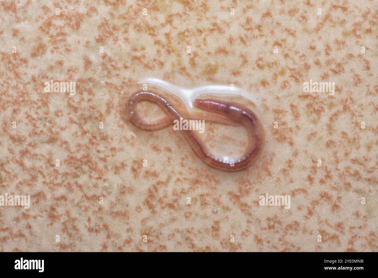 long and tiny red bathroom worm on the wet ceramic tile floor Stock ...