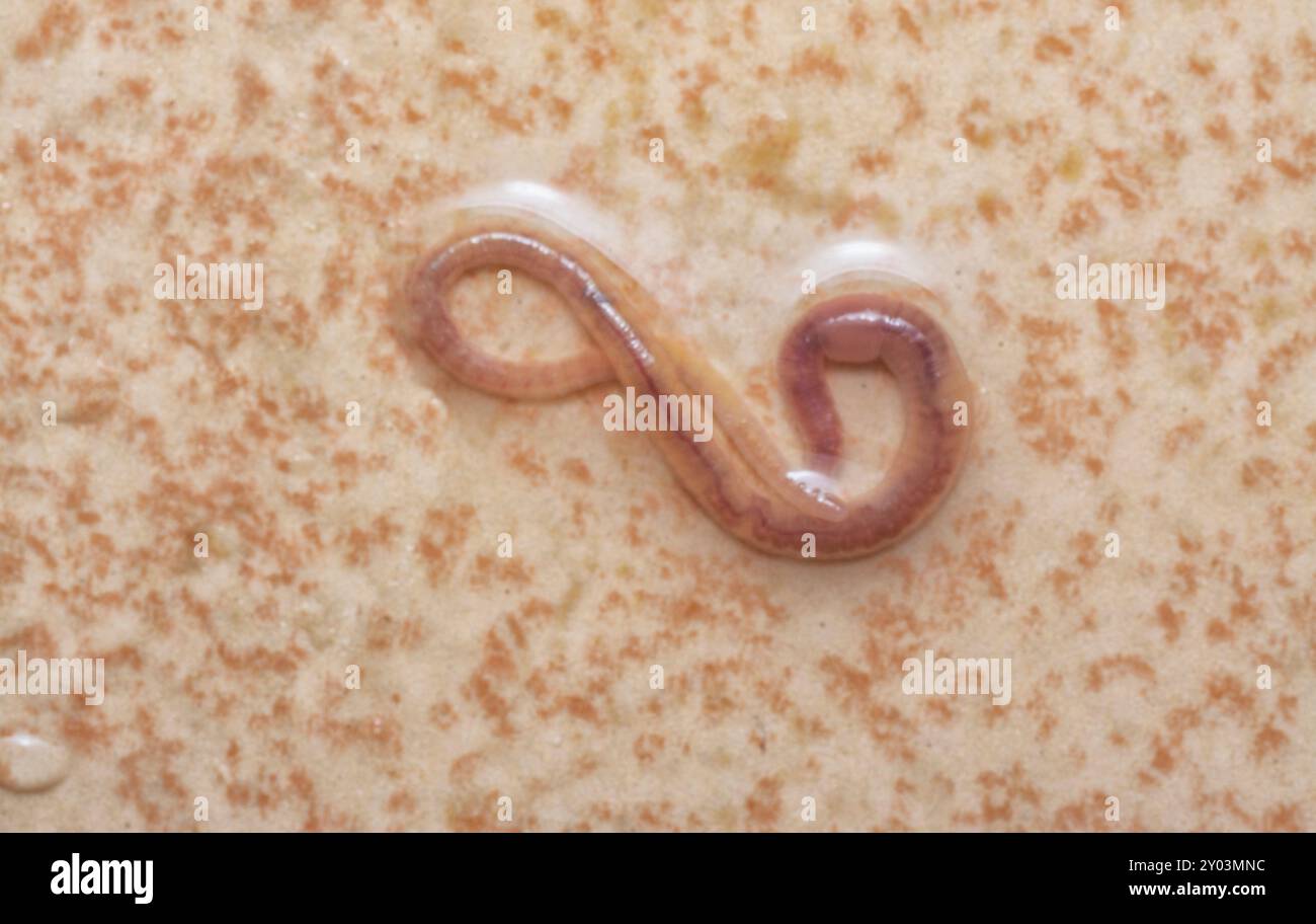 long and tiny red bathroom worm on the wet ceramic tile floor Stock ...