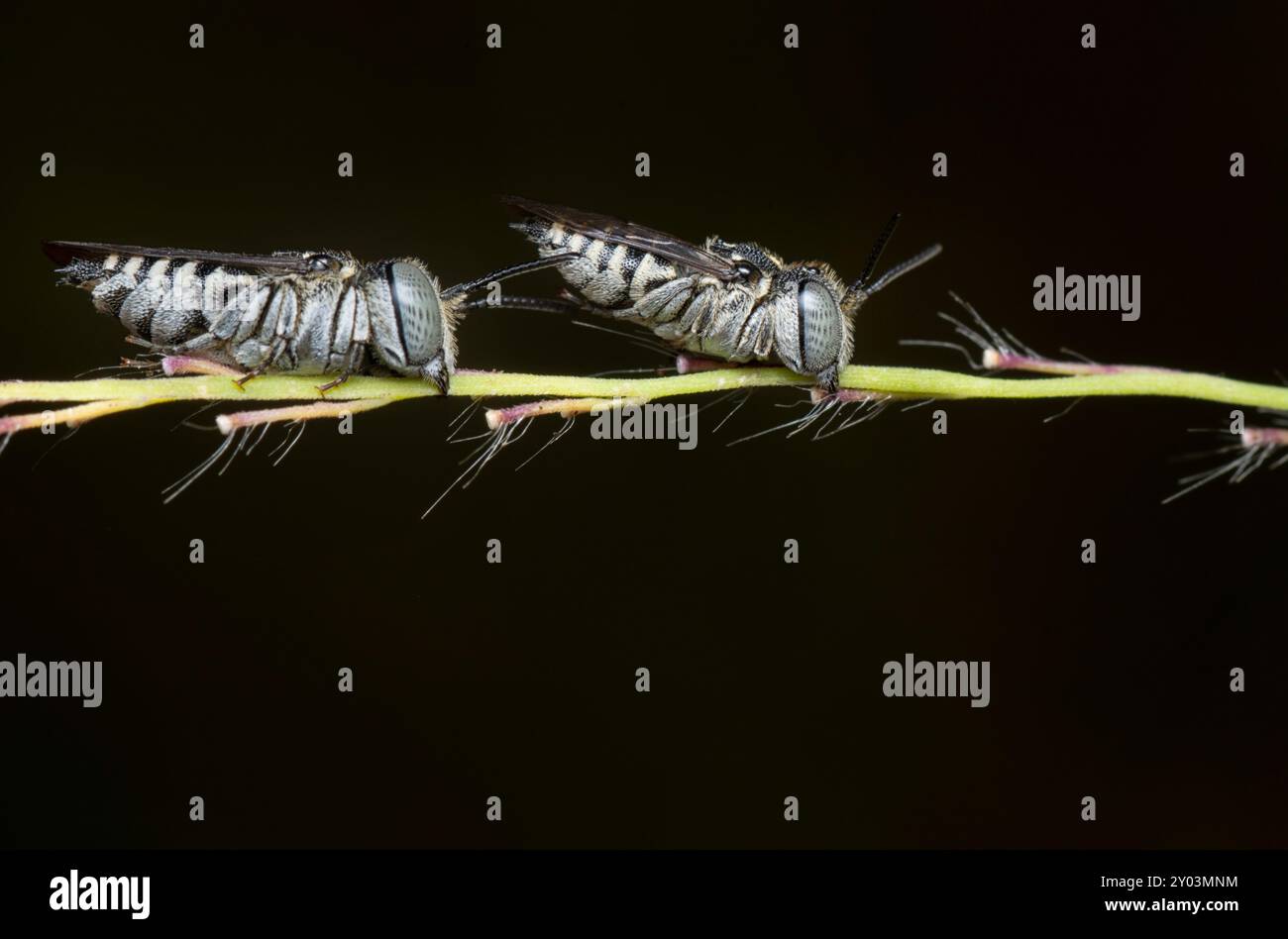 Leaf Cutter Cuckoo Bee sleeping with its jaw holding on the stalk Stock ...