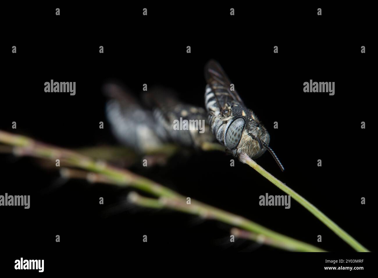 Leaf Cutter Cuckoo Bee sleeping with its jaw holding on the stalk Stock ...
