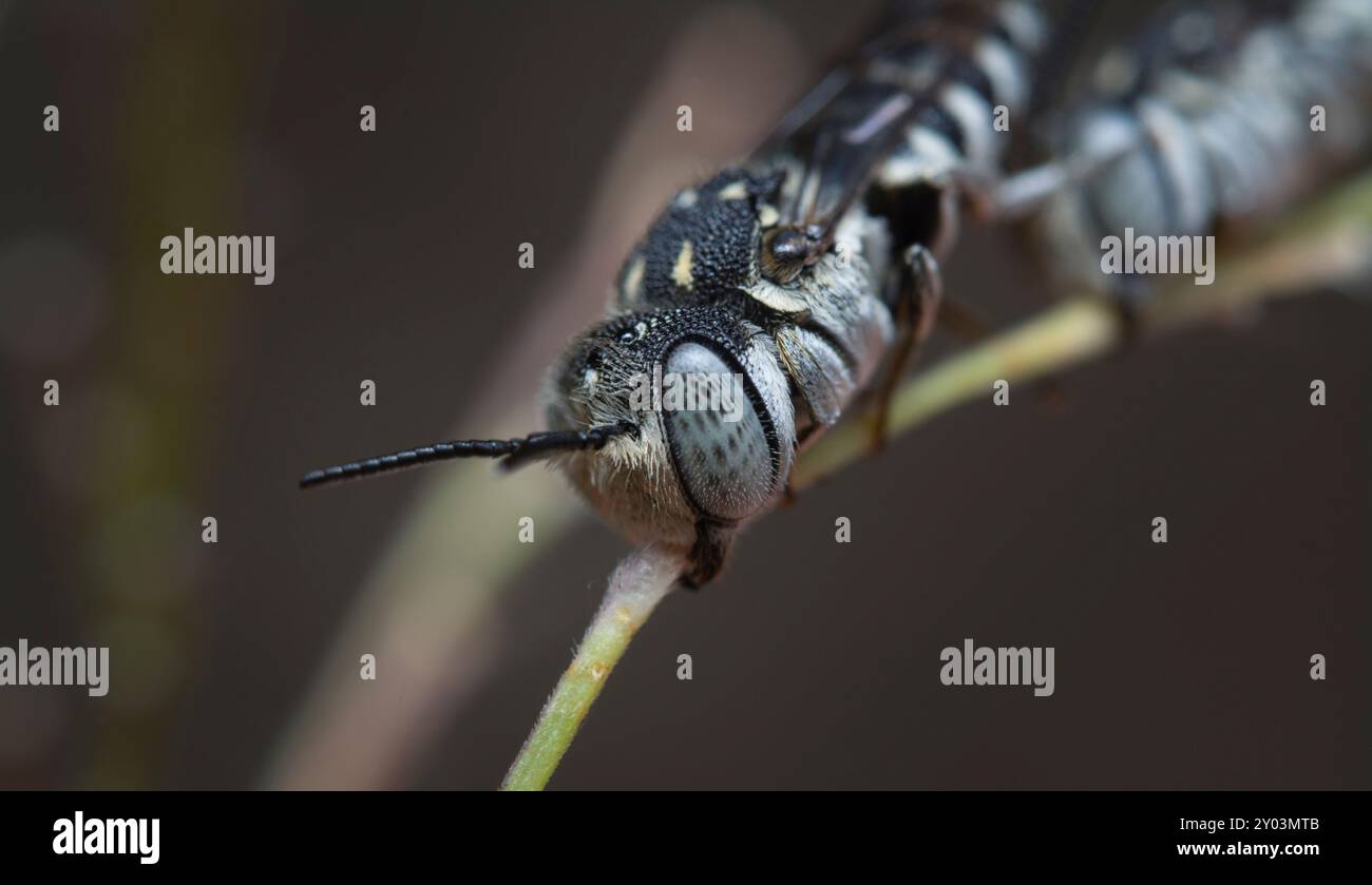 Leaf Cutter Cuckoo Bee sleeping with its jaw holding on the stalk Stock ...