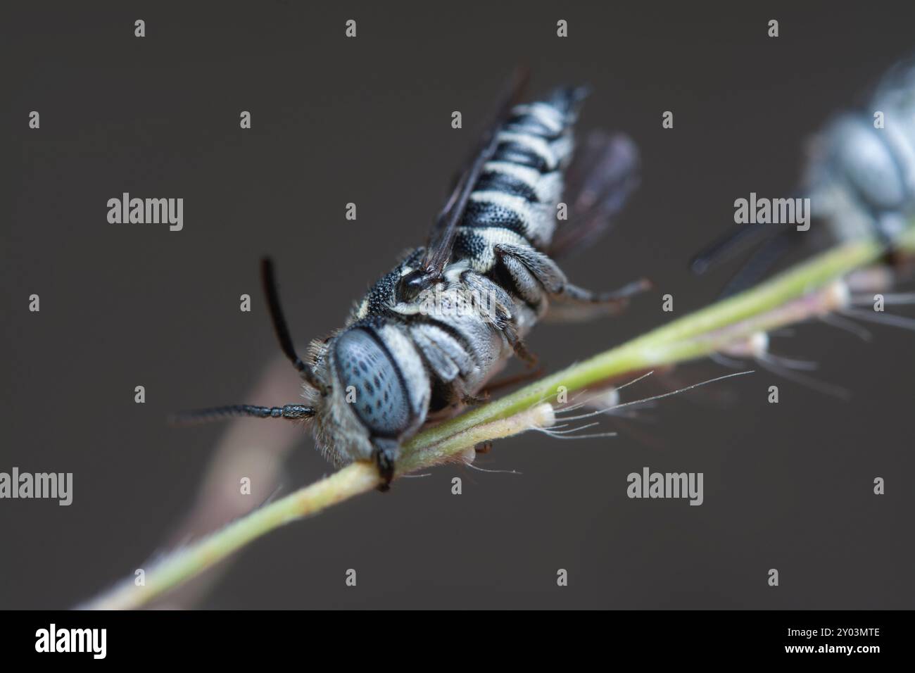 Leaf Cutter Cuckoo Bee sleeping with its jaw holding on the stalk Stock ...