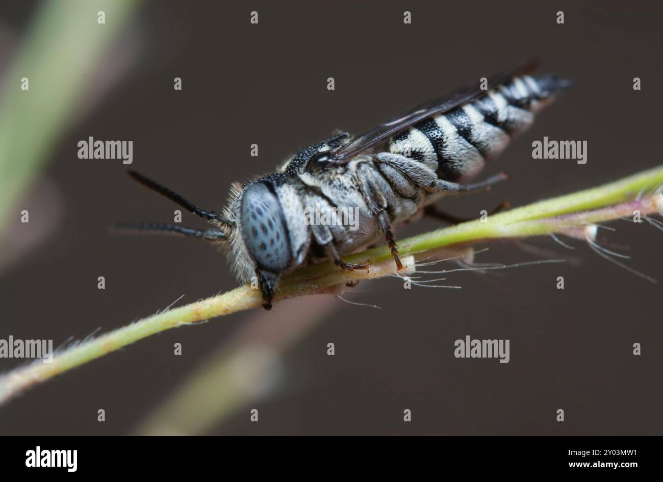 Leaf Cutter Cuckoo Bee sleeping with its jaw holding on the stalk Stock ...