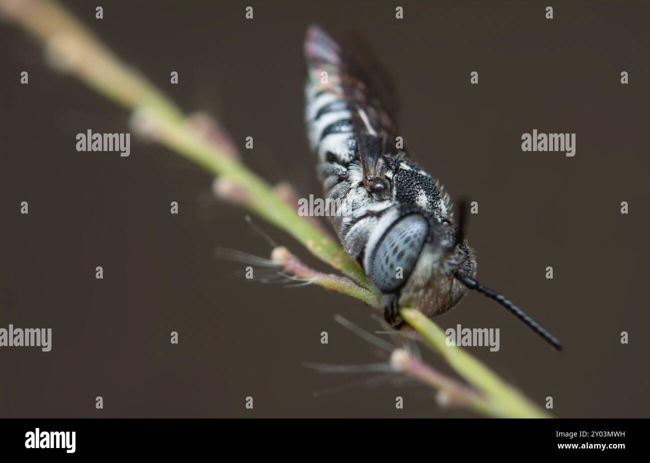 Leaf Cutter Cuckoo Bee sleeping with its jaw holding on the stalk Stock ...
