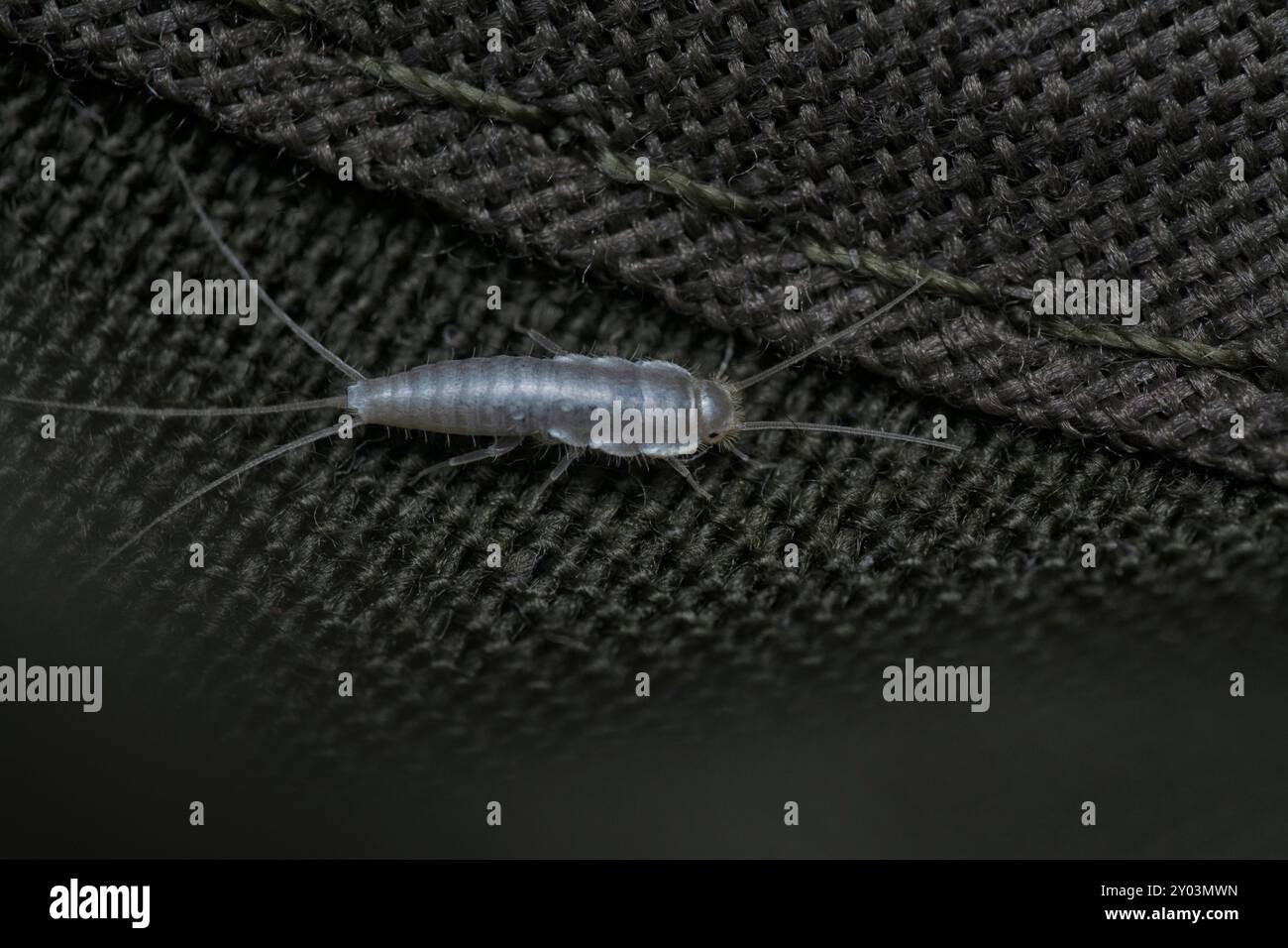 Indoor arthropod hi-res stock photography and images - Alamy