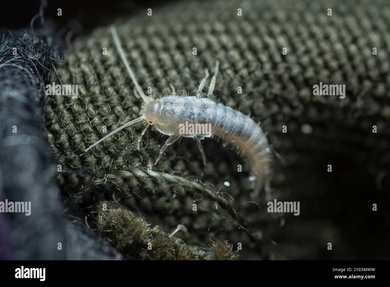Ctenolepisma calva the indoor nuisance pest in the domestic household ...
