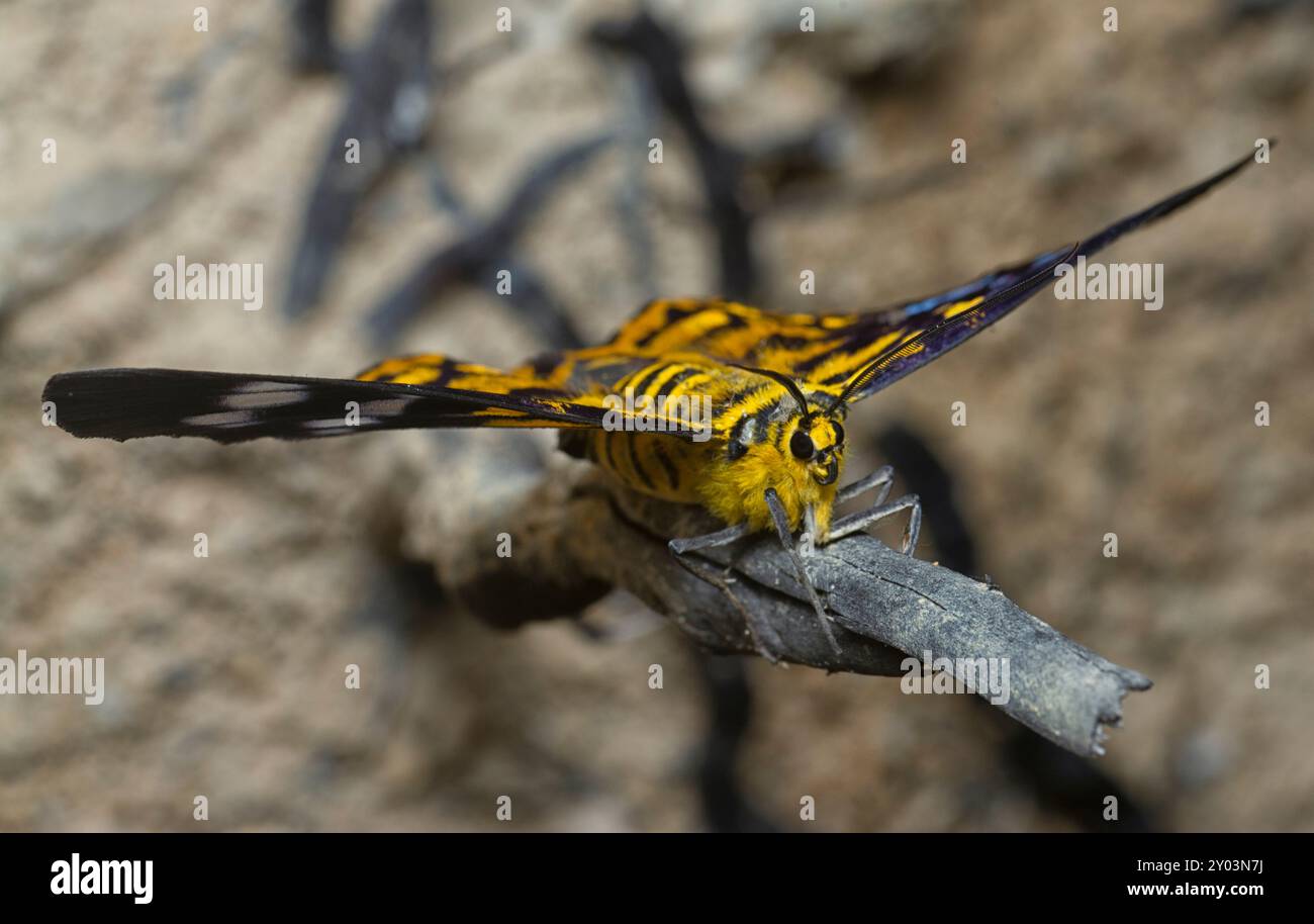 False tiger moth hi-res stock photography and images - Alamy