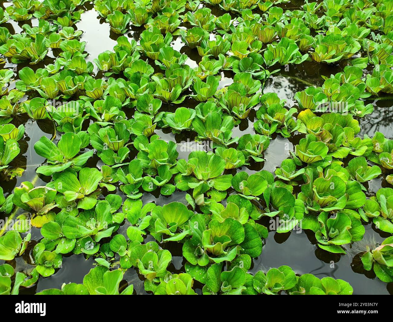 Free floating aquatic plant hi-res stock photography and images - Alamy