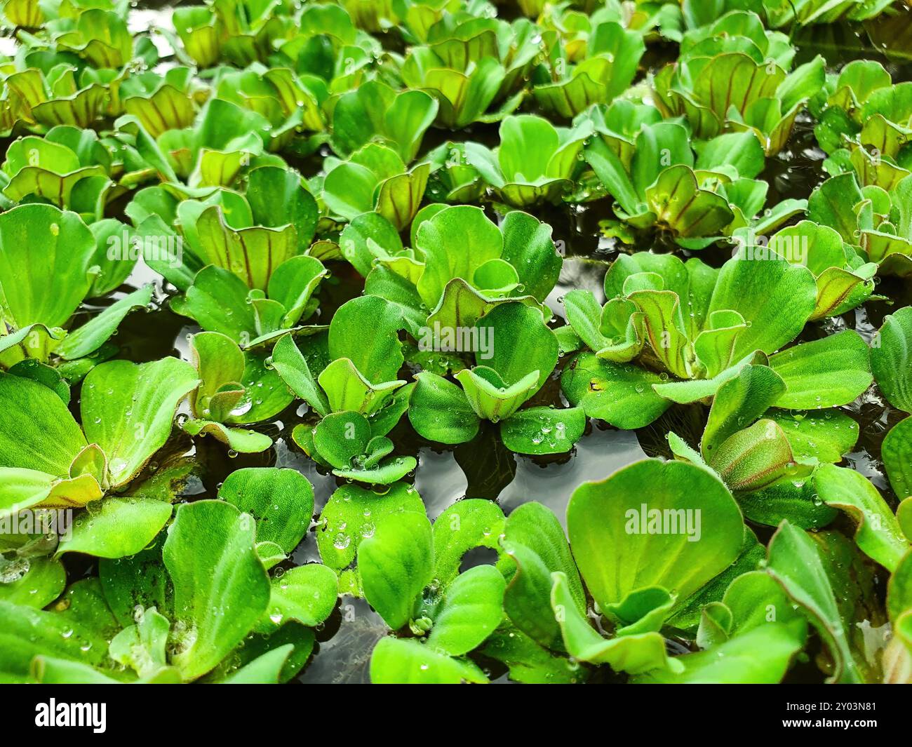 Water Hyacinth Pond Plant