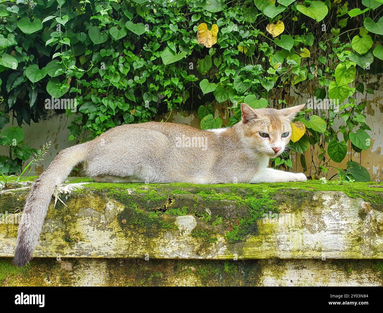 An adorable cat sits on an outdoor wall in the morning sunlight, with ...