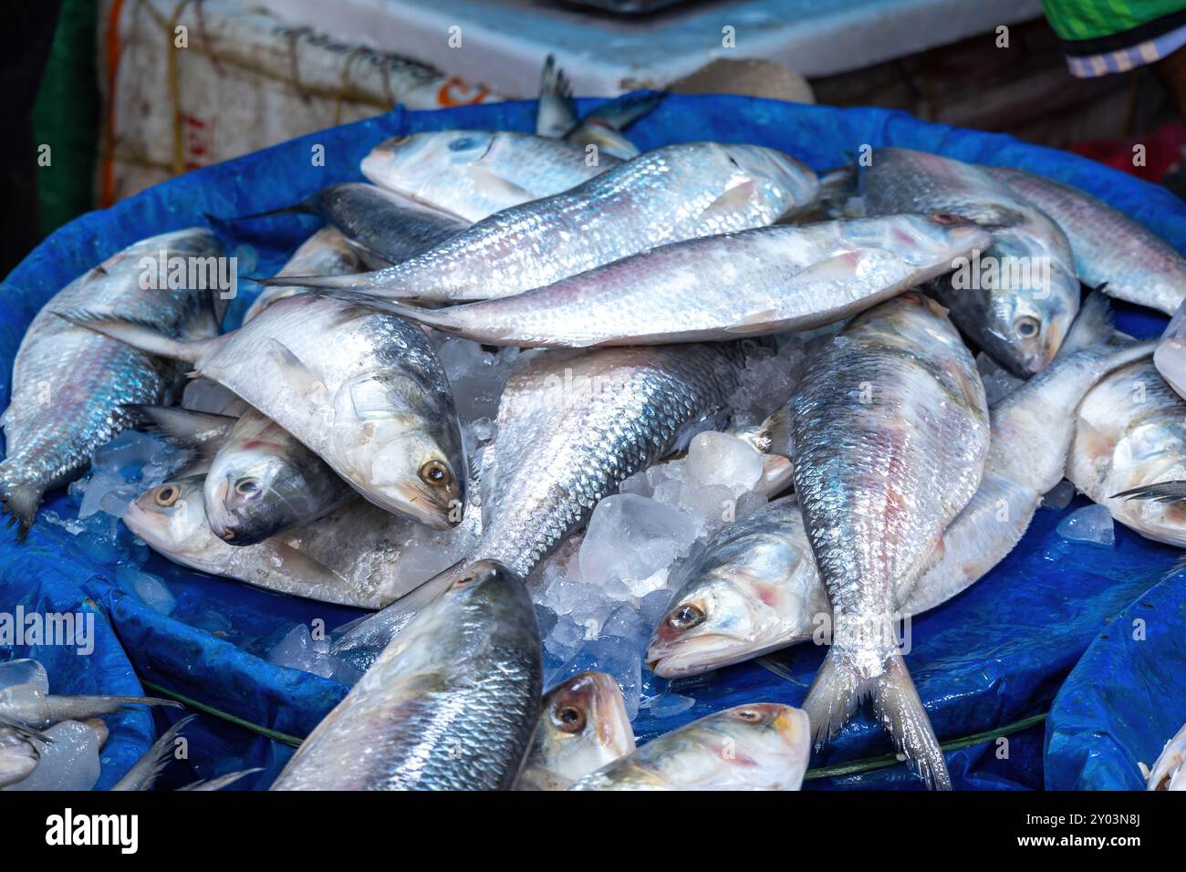 Hilsa fish (Tenualosa ilisha), known as Ilish in Bengali, is a popular ...