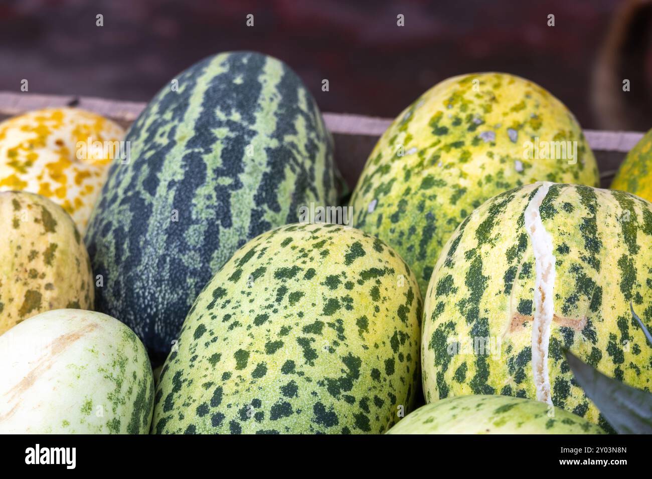 Muskmelon plant hi-res stock photography and images - Alamy