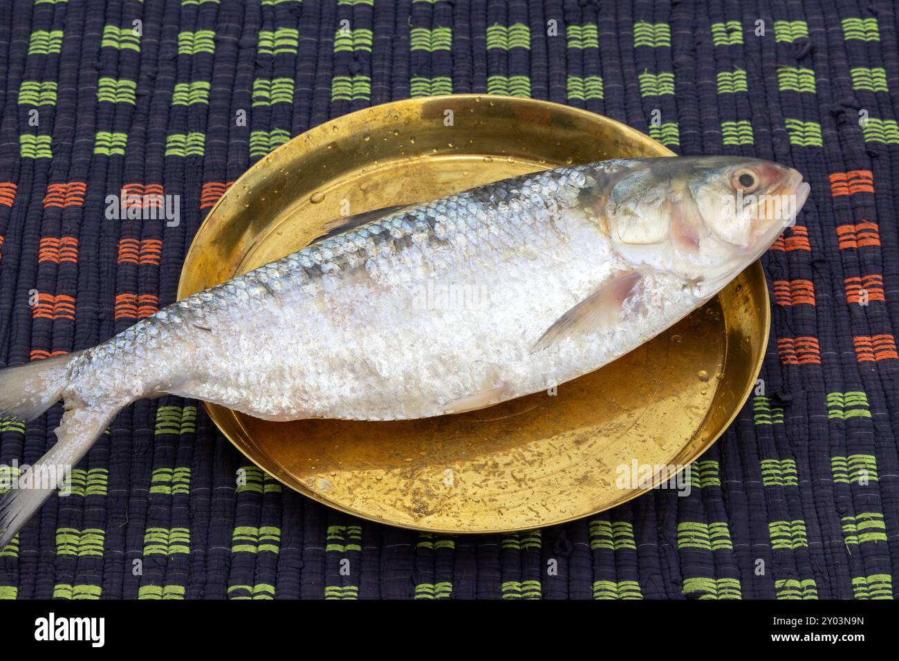 One whole fresh raw Hilsa fish (Tenualosa ilisha) on a brass plate. It ...