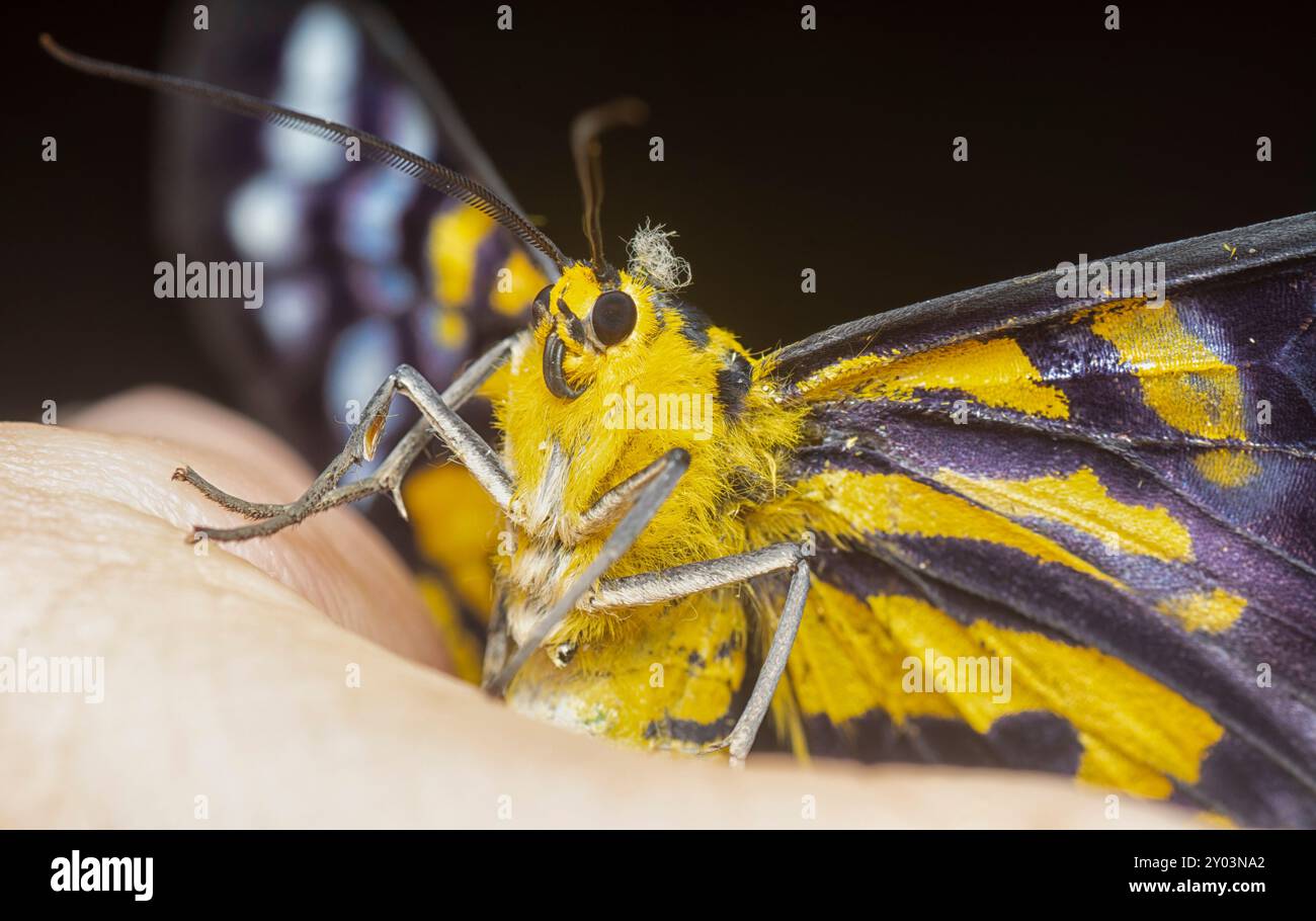 False tiger hi-res stock photography and images - Alamy