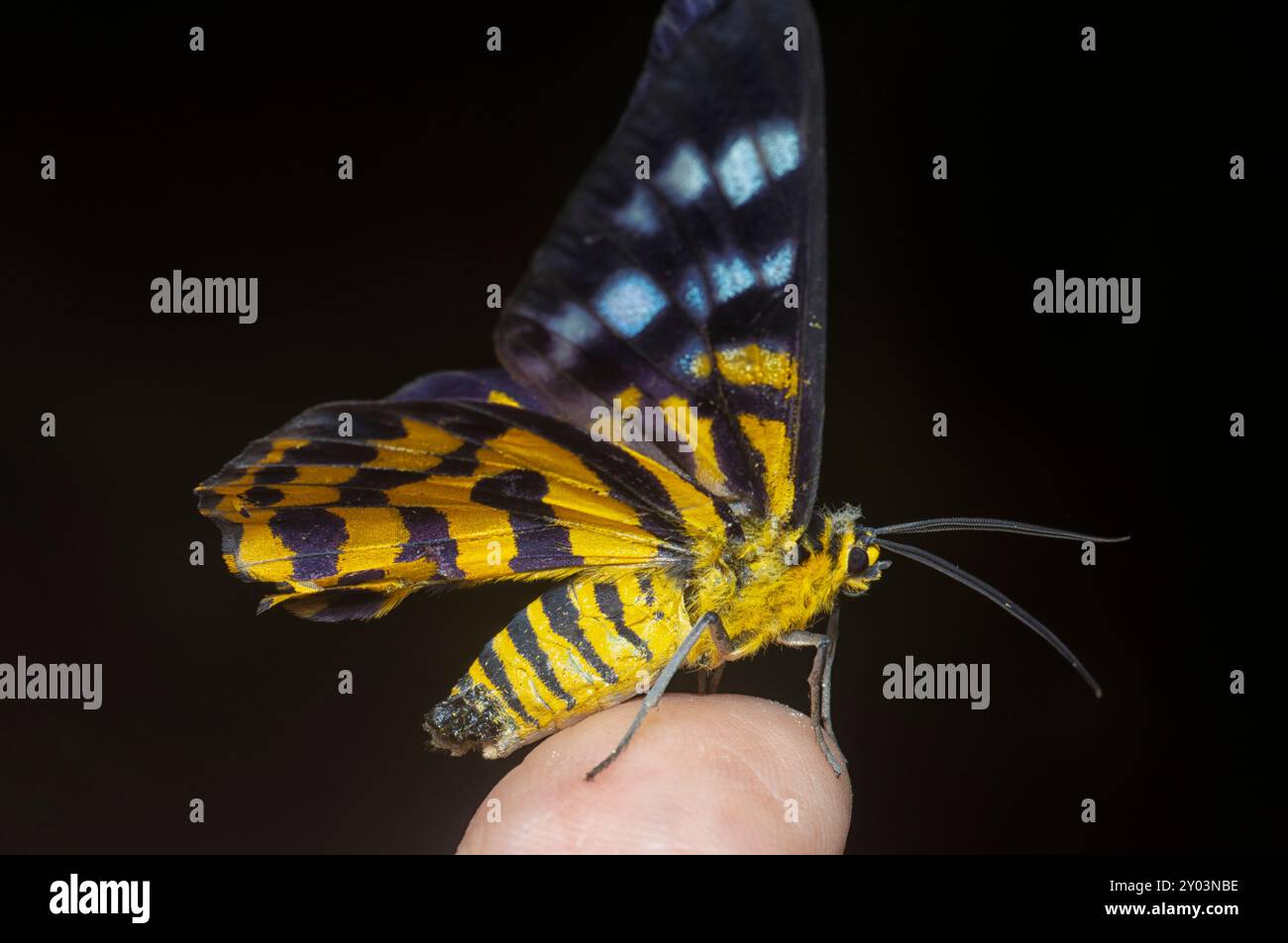 False tiger moth hi-res stock photography and images - Alamy