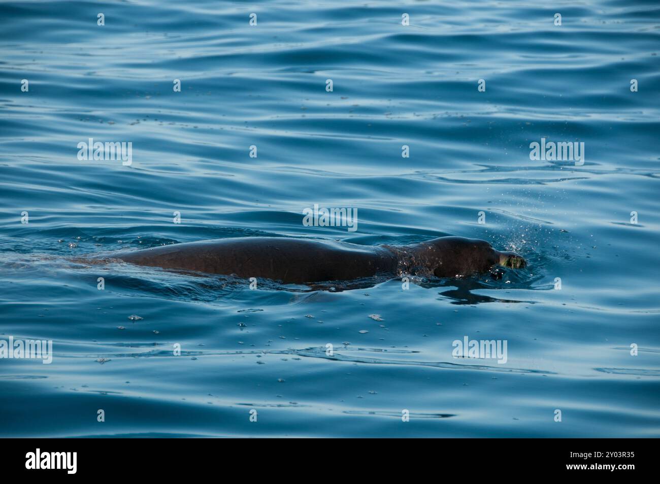 Hawaiian Monk Seal Breaks the Surface of the Water near Niihau Hawaii ...