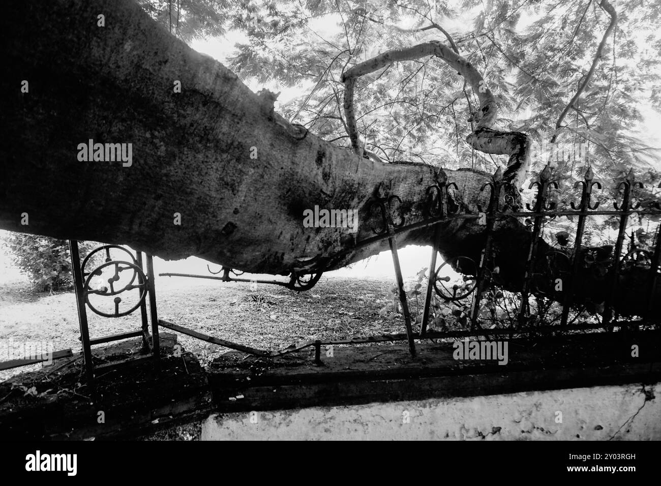 Destruction of nature. Tree trunk had to grow up against steel railings ...