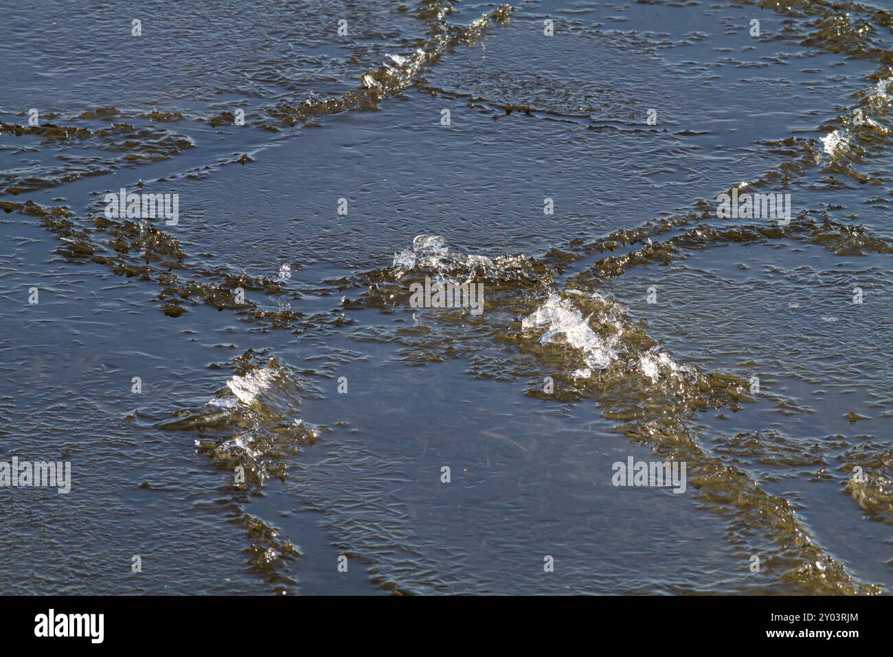 The thin ice sheet split into many small ice floes. Several ice floes ...