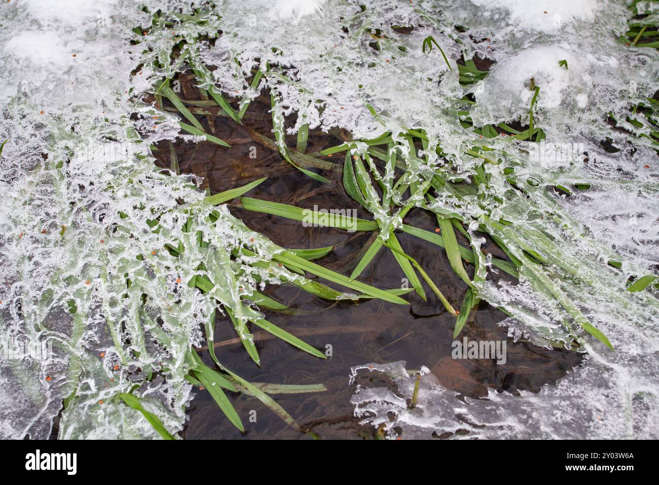 The green grass fell into the stream and was covered with ice during ...