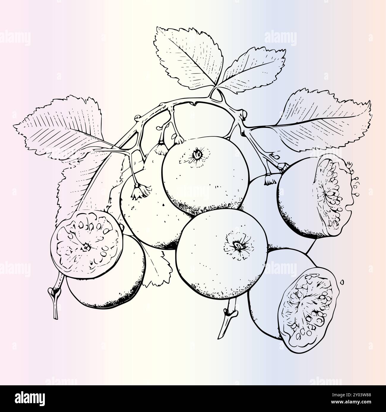Fruit Ximenia Coloring Page For Kids Stock Vector Image & Art - Alamy