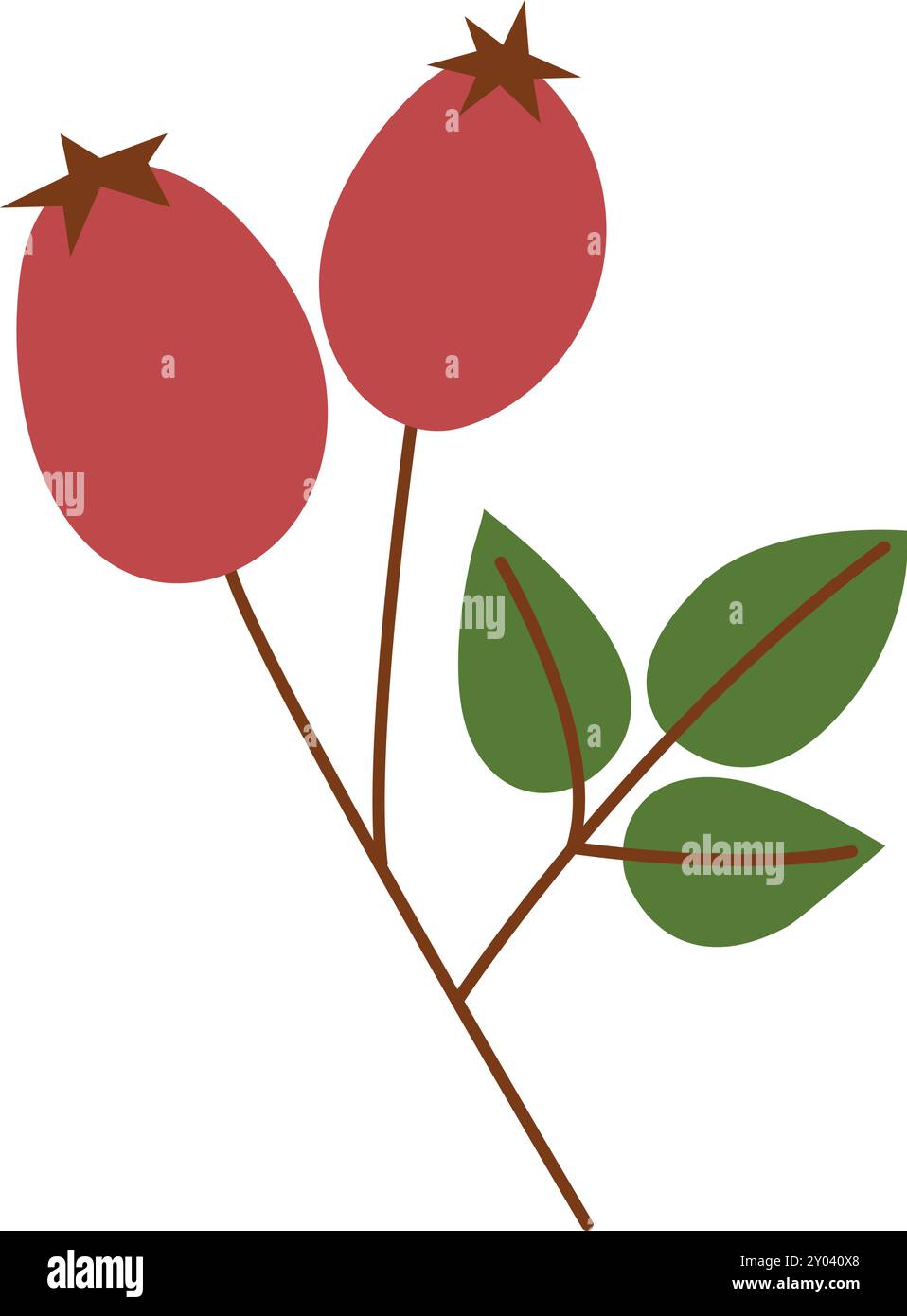 Rose water berry Stock Vector Images - Alamy