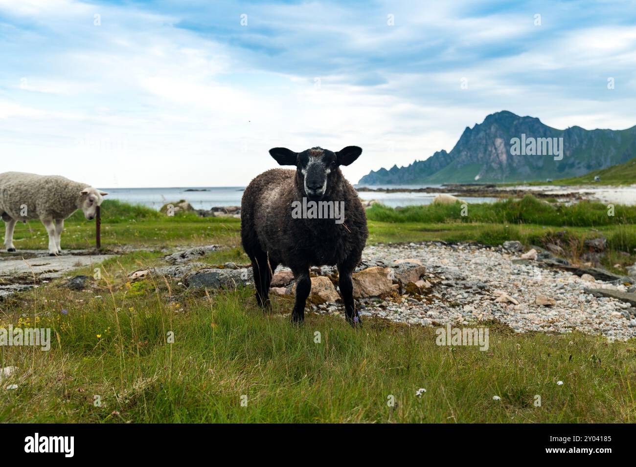 Black sheep portrait grazing away from other sheep in a pasture Stock ...