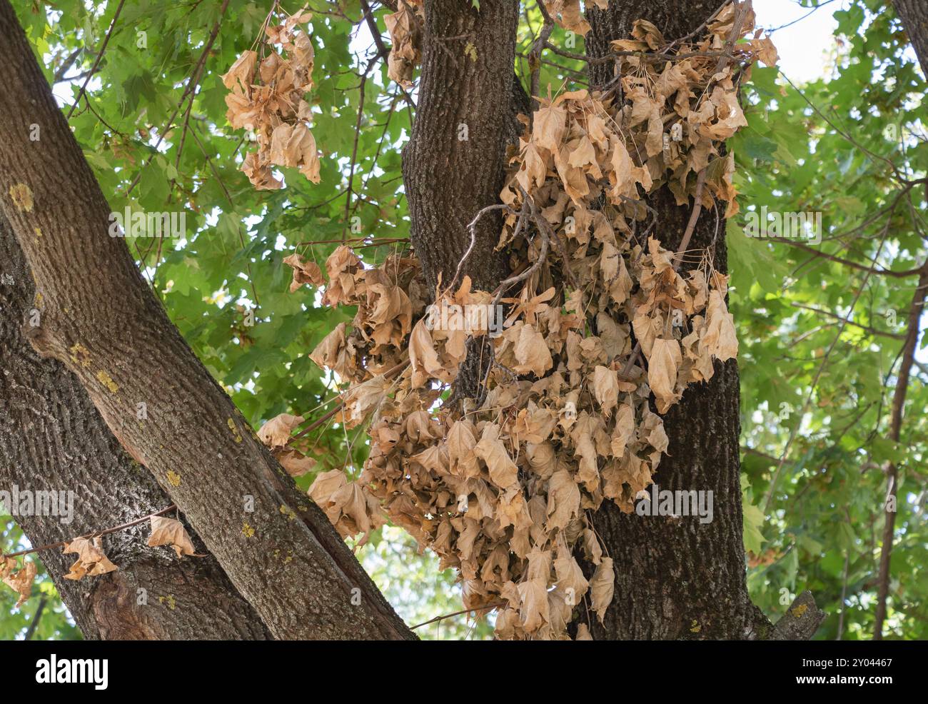 Photograph of an oak tree with numerous dead leaves hanging from the ...