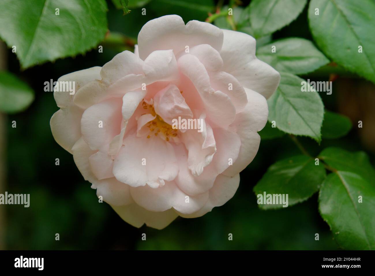 Pink hue flowers hi-res stock photography and images - Alamy