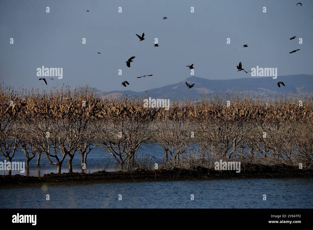 Almond trees are seen in a flooded area. Almost a year after "Daniel ...