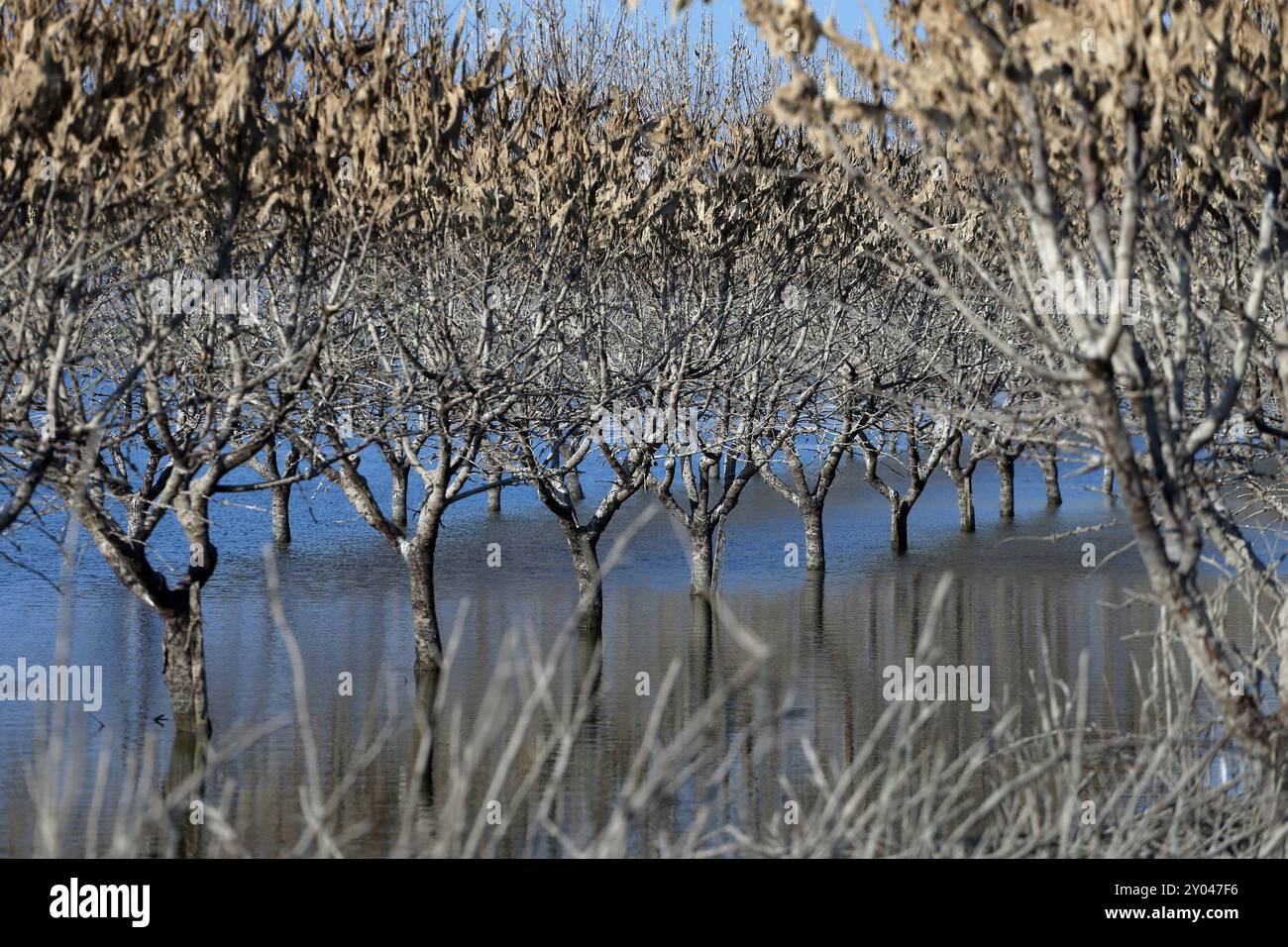 Almond trees seen in hi-res stock photography and images - Alamy