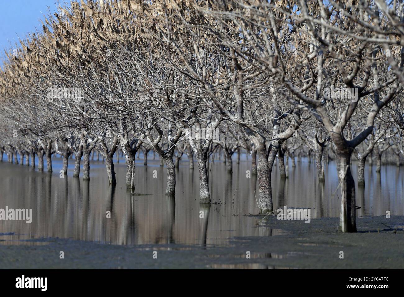 Almond trees are seen in a flooded area. Almost a year after "Daniel ...